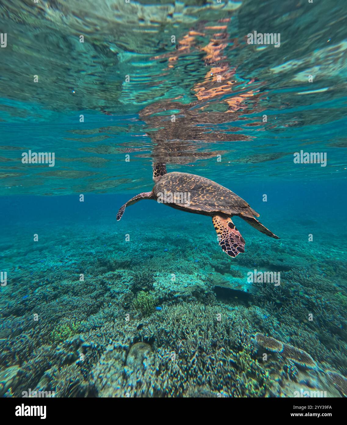 Drone turtle hi-res stock photography and images - Alamy