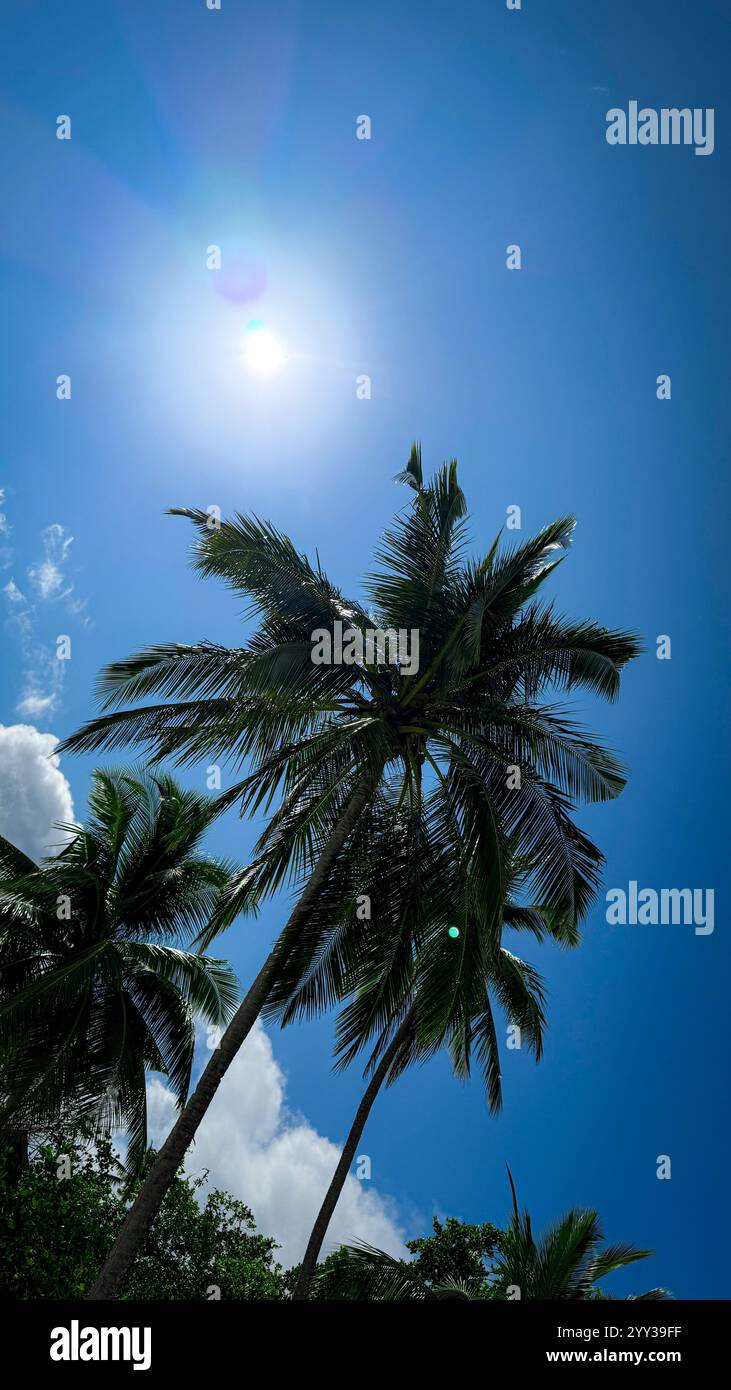 The Sun kiss the Palm Trees in Raja Ampat, Indonesia Stock Photo - Alamy