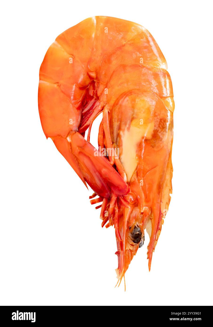 Top view of single red or orange cooked or steamed prawn is isolated on ...