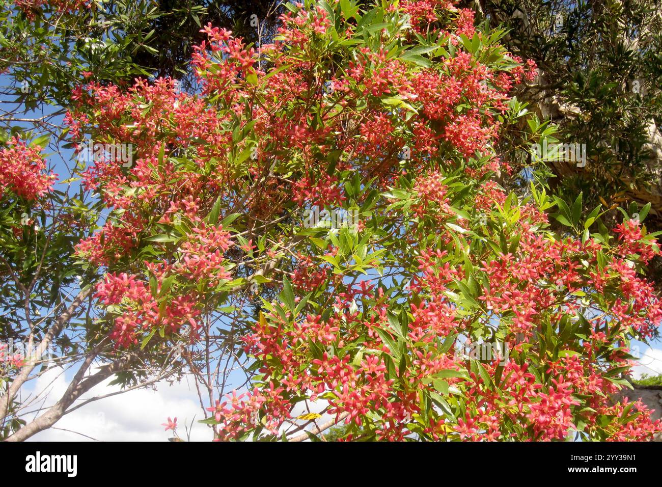 Australian christmas bush hi-res stock photography and images - Alamy