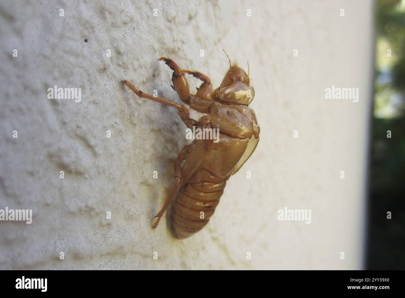 Cicada shell holding onto wall after Cicada flies away Stock Photo - Alamy