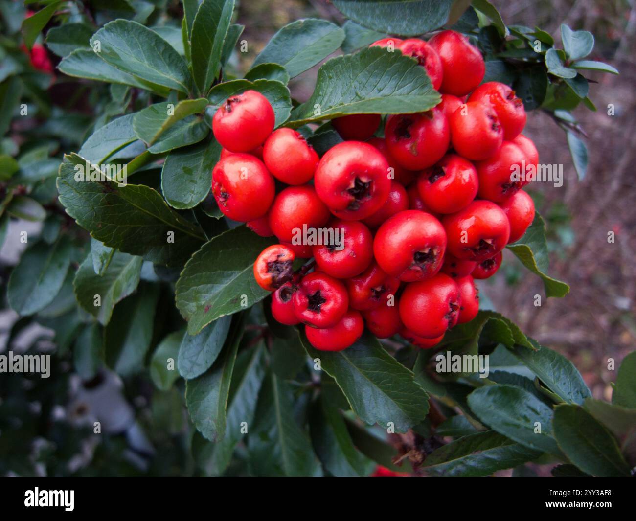 A cluster of red berries on a plant. The plant is green and has leaves ...