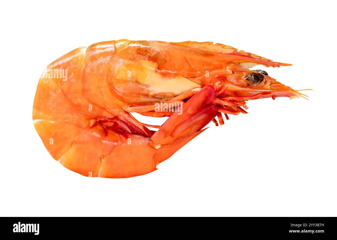 Side view of single red or orange cooked or steamed prawn is isolated ...