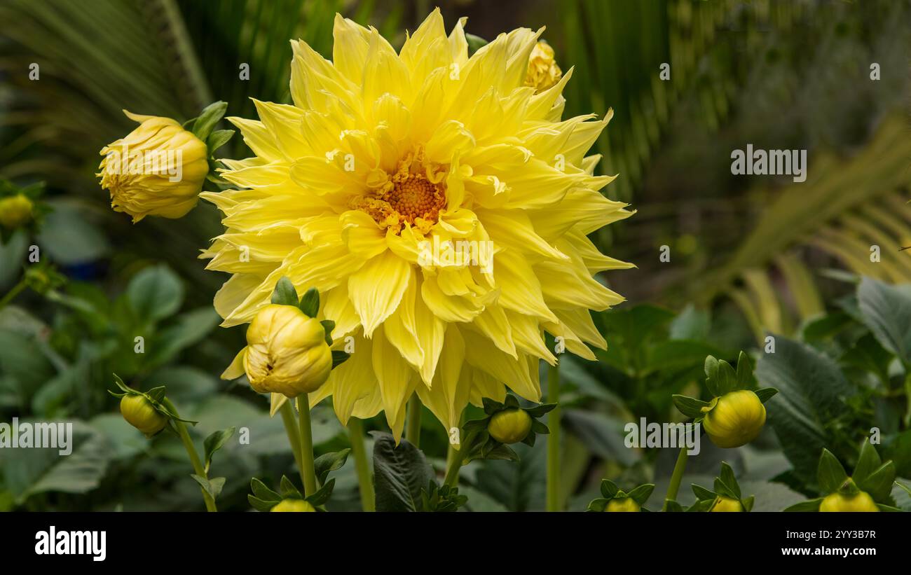 Dahlias are vibrant, multi-petaled flowers known for their striking ...