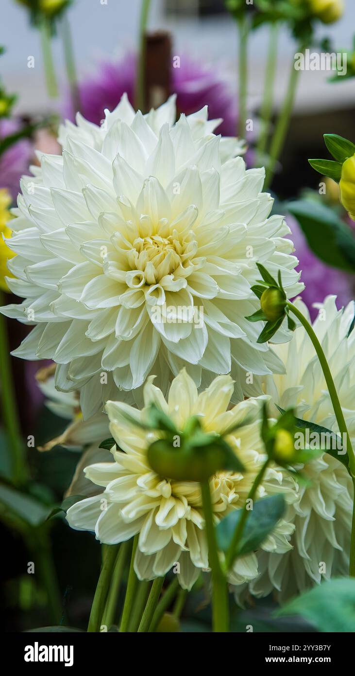 Dahlias are vibrant, multi-petaled flowers known for their striking ...