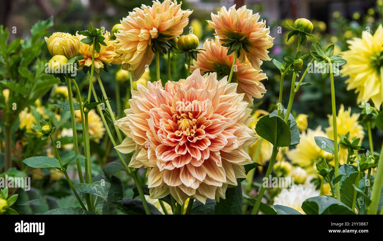 Dahlias are vibrant, multi-petaled flowers known for their striking ...