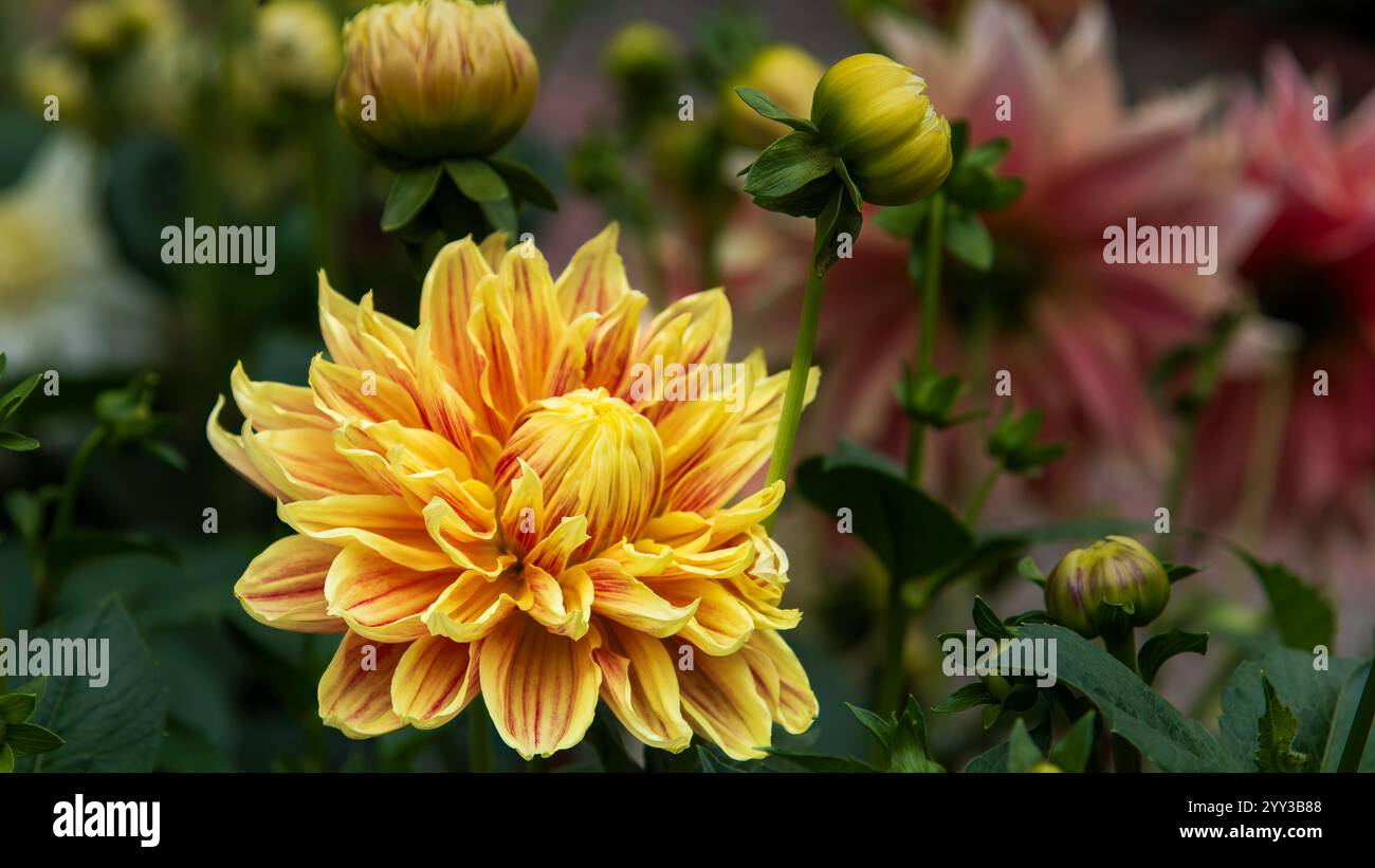 Dahlias are vibrant, multi-petaled flowers known for their striking ...
