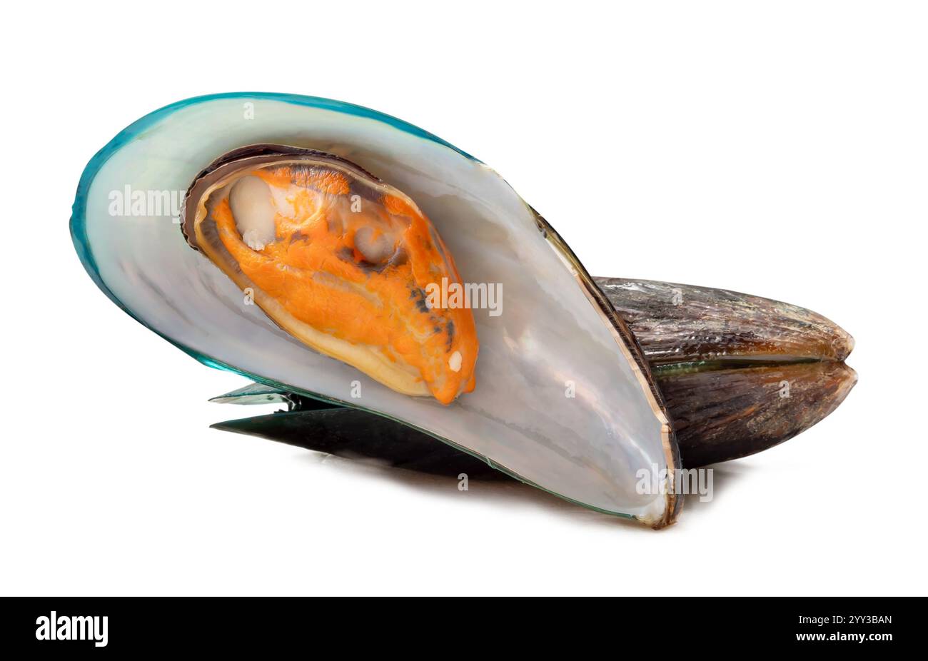 Two cooked or steamed green mussels in stack is isolated on white ...