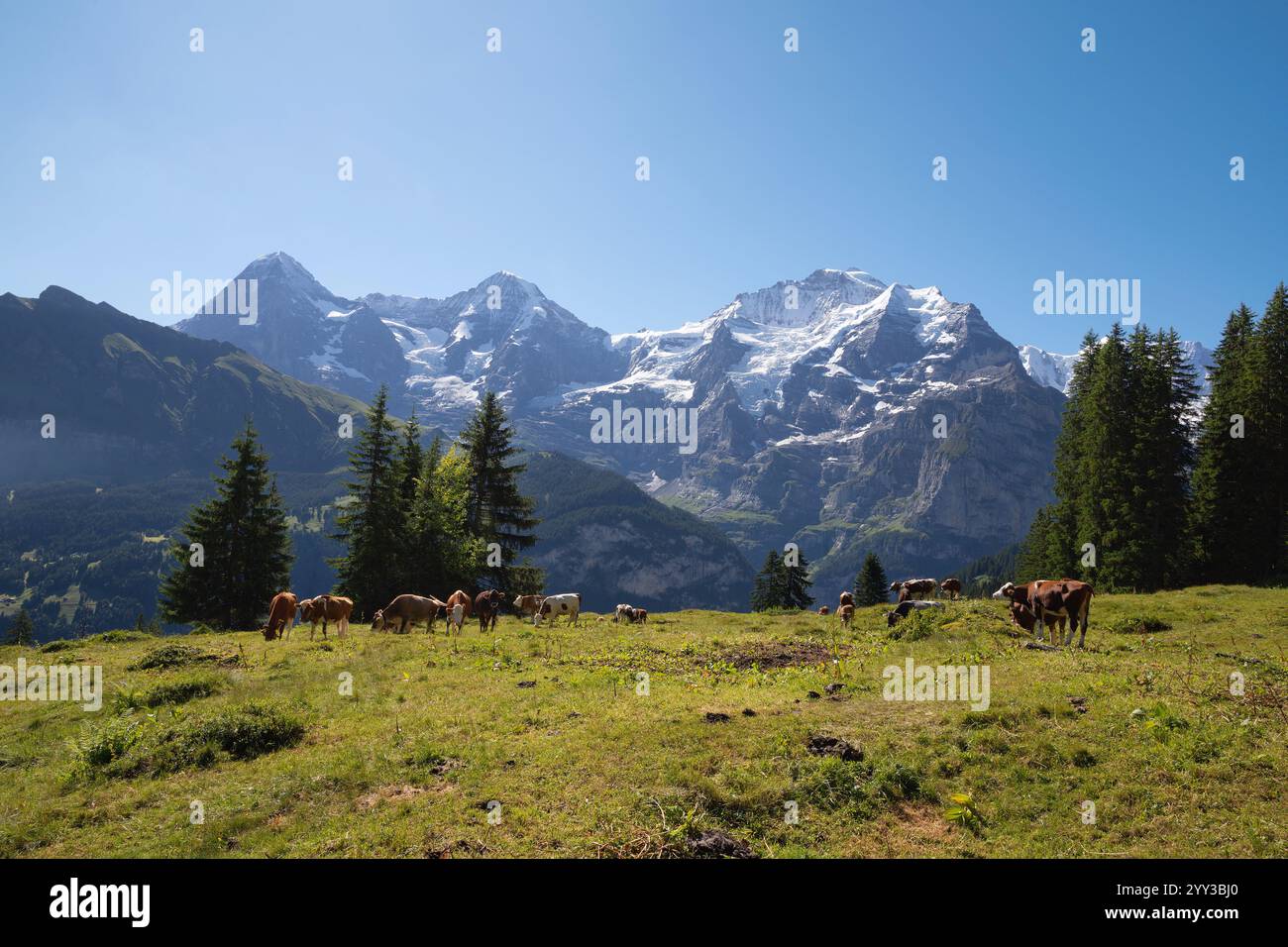The Bernese alps with the Jungfrau, Monch and Eiger peaks over the alps ...