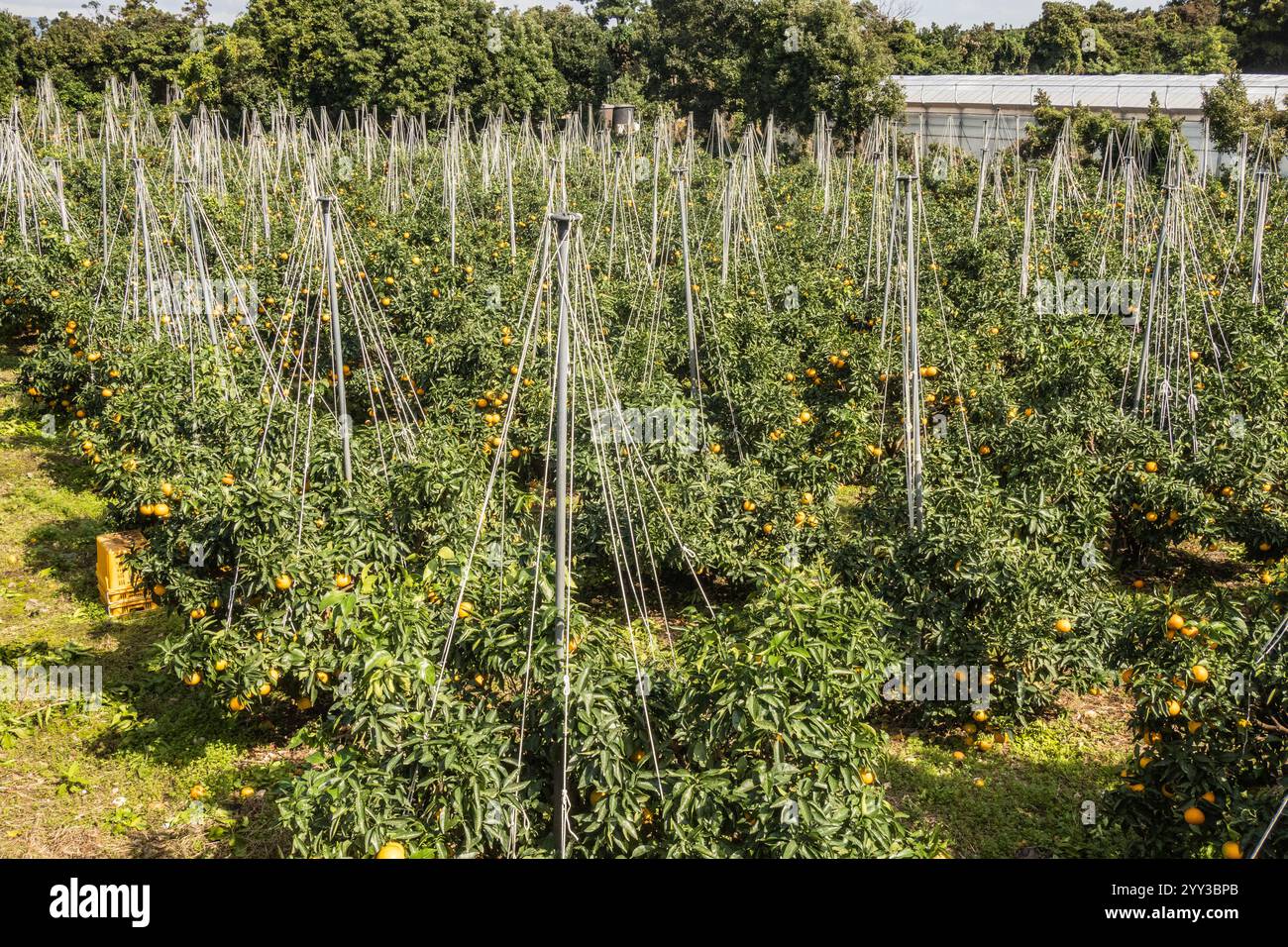 Prized Hallabong oranges along the Jeju Olle Trail, Seogwipo, Jeju ...