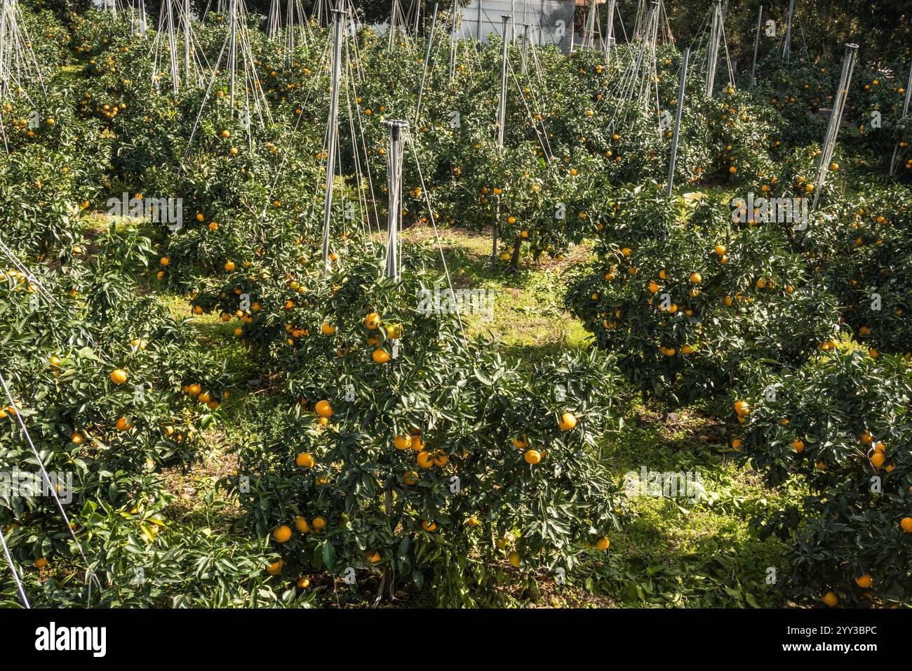 Prized Hallabong oranges along the Jeju Olle Trail, Seogwipo, Jeju ...
