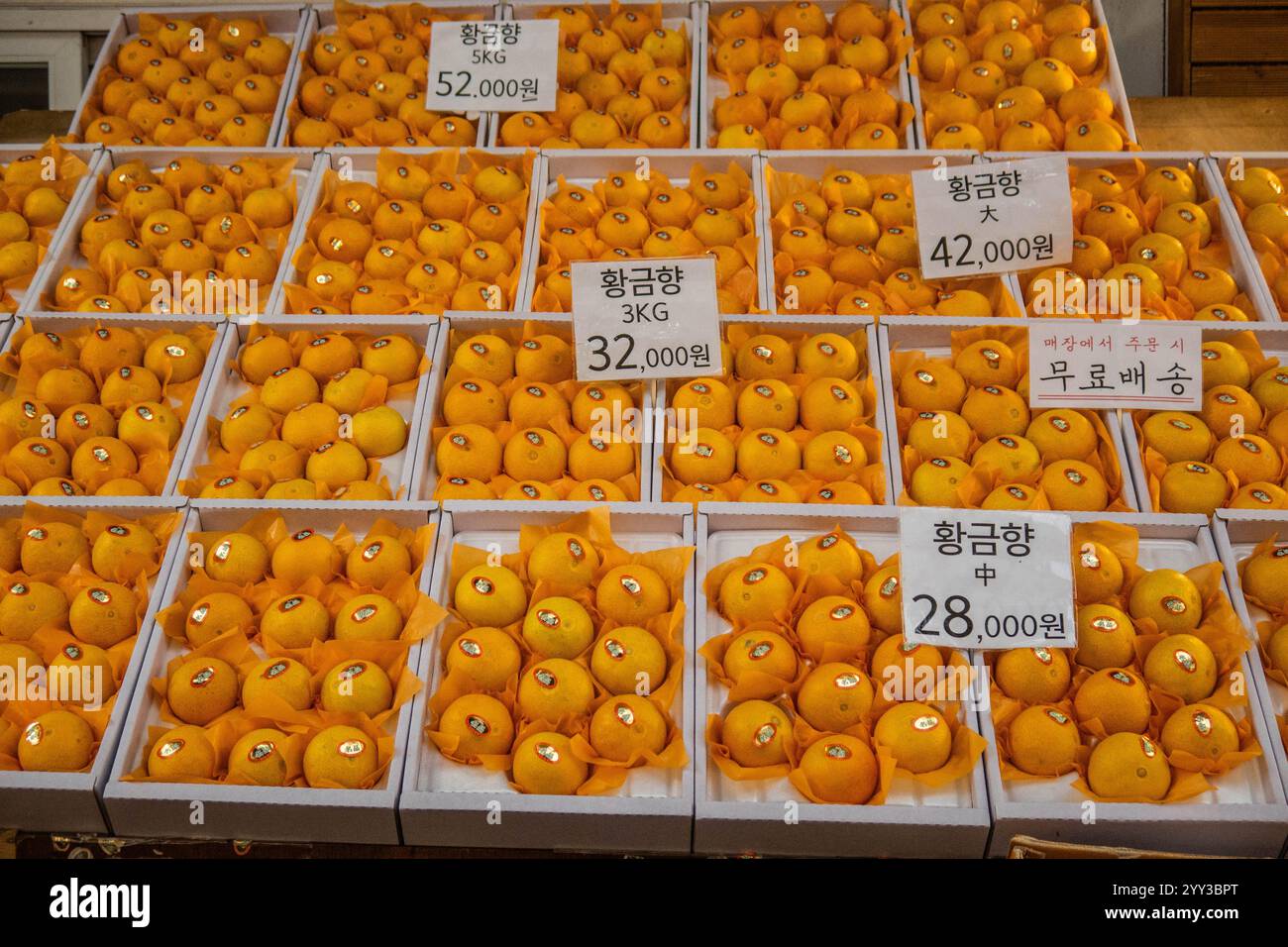 Prized Hallabong oranges along the Jeju Olle Trail, Seogwipo, Jeju ...