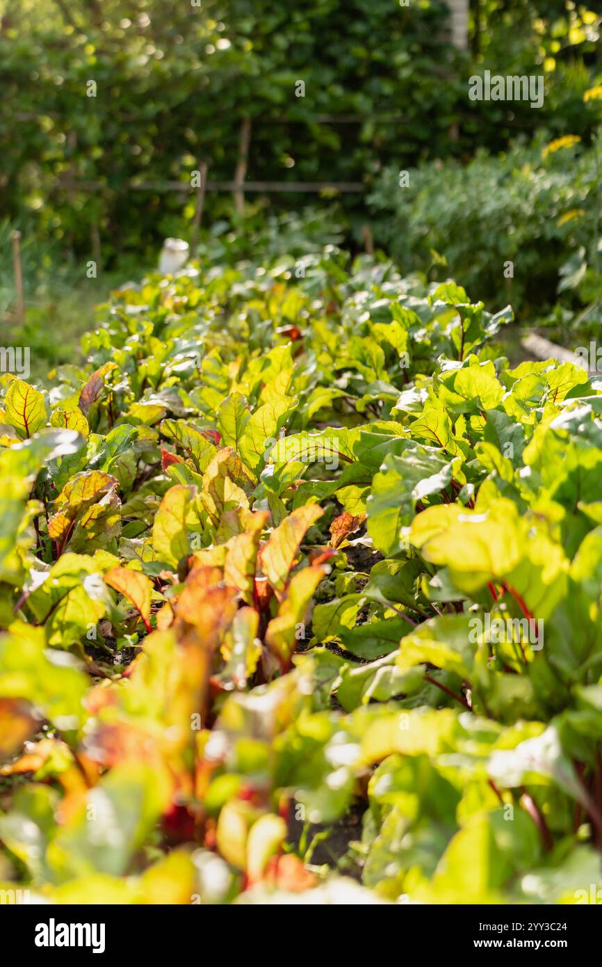 Beetroot Patch with Green Leaves and Red Veins. Red beet plantation ...
