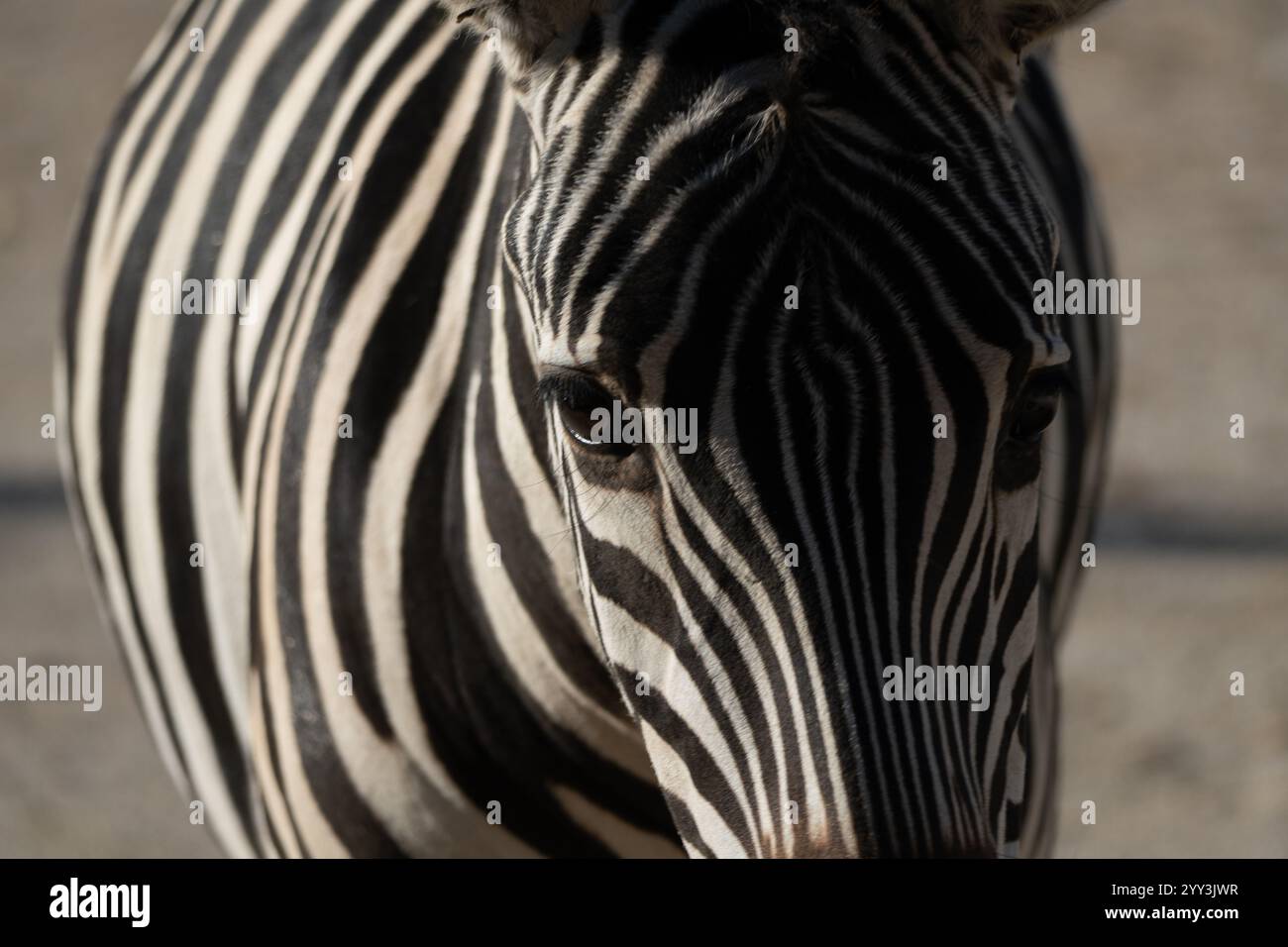 Zebras Stripes Closeup Zoo Animal: Detailed portrait of a zebra at a ...