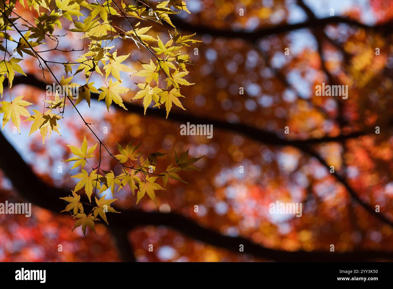 The leaves of Japanese Maple trees (Acer palmatum) turn yellow and red ...