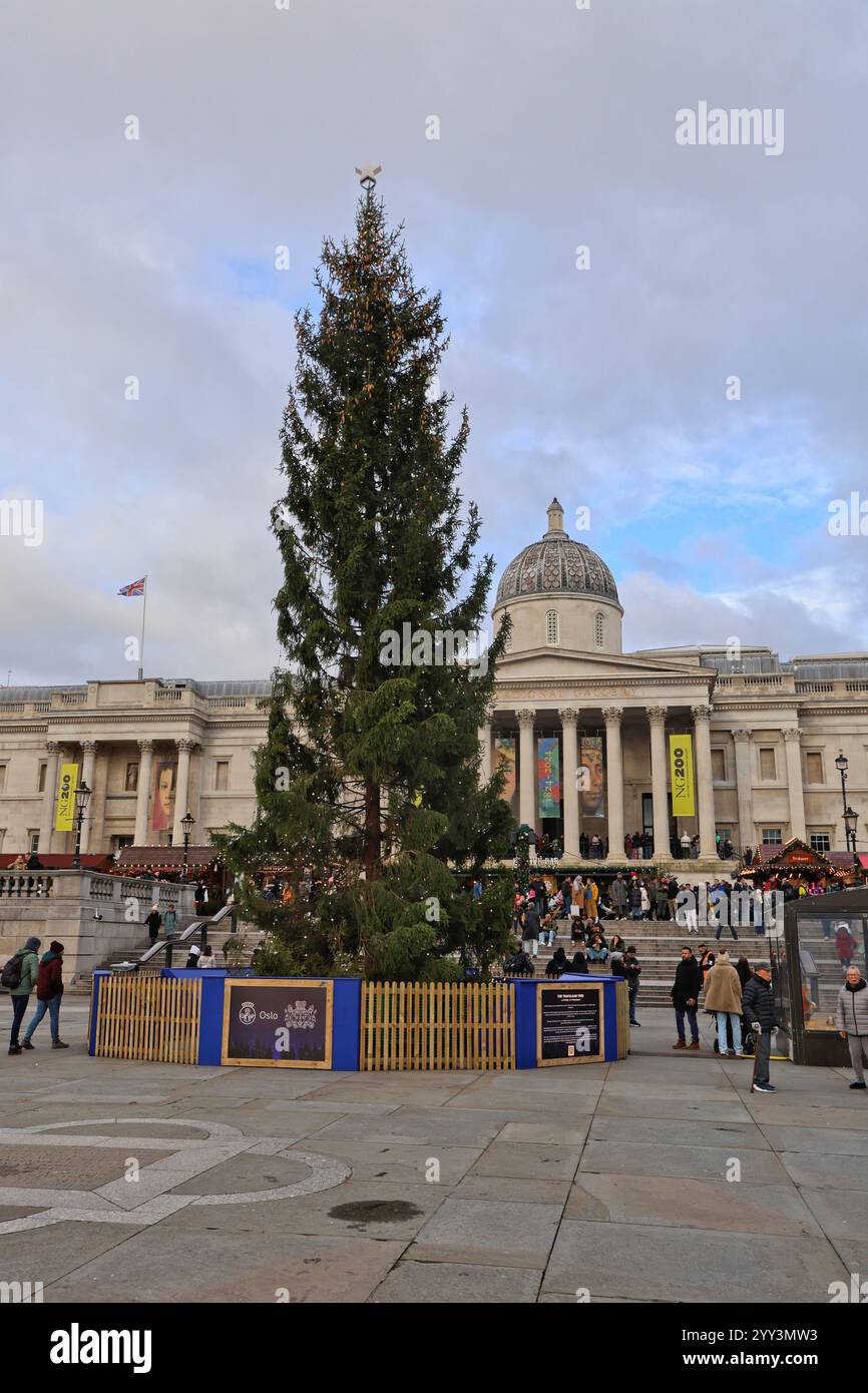Christmas tree in Trafalgar Square London UK December 2024 Stock Photo ...