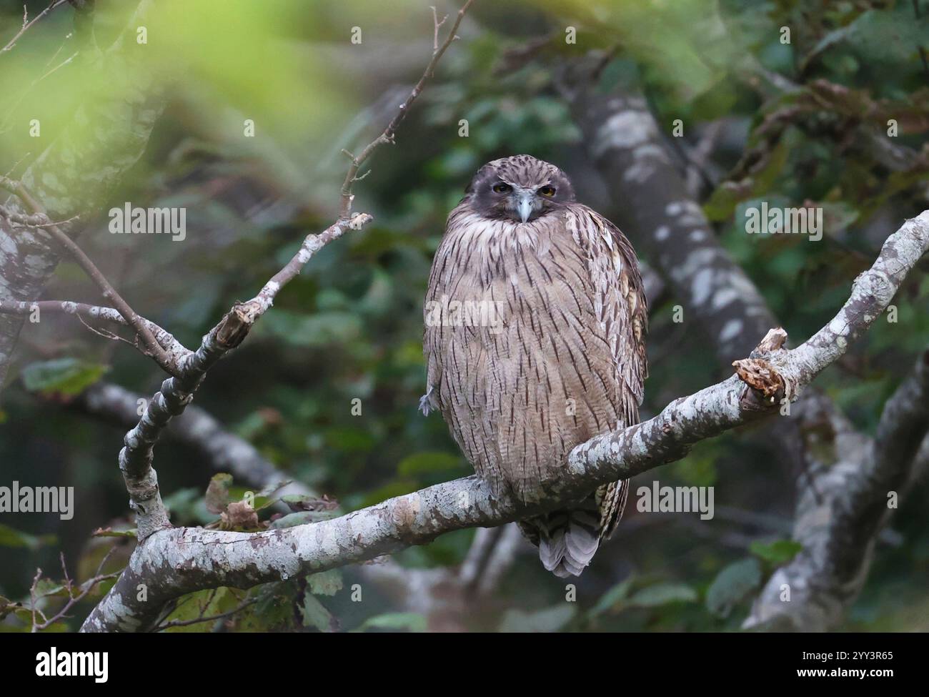 Blakiston's fish owl of Shiretoko Peninsula rests on a branch in Shari ...