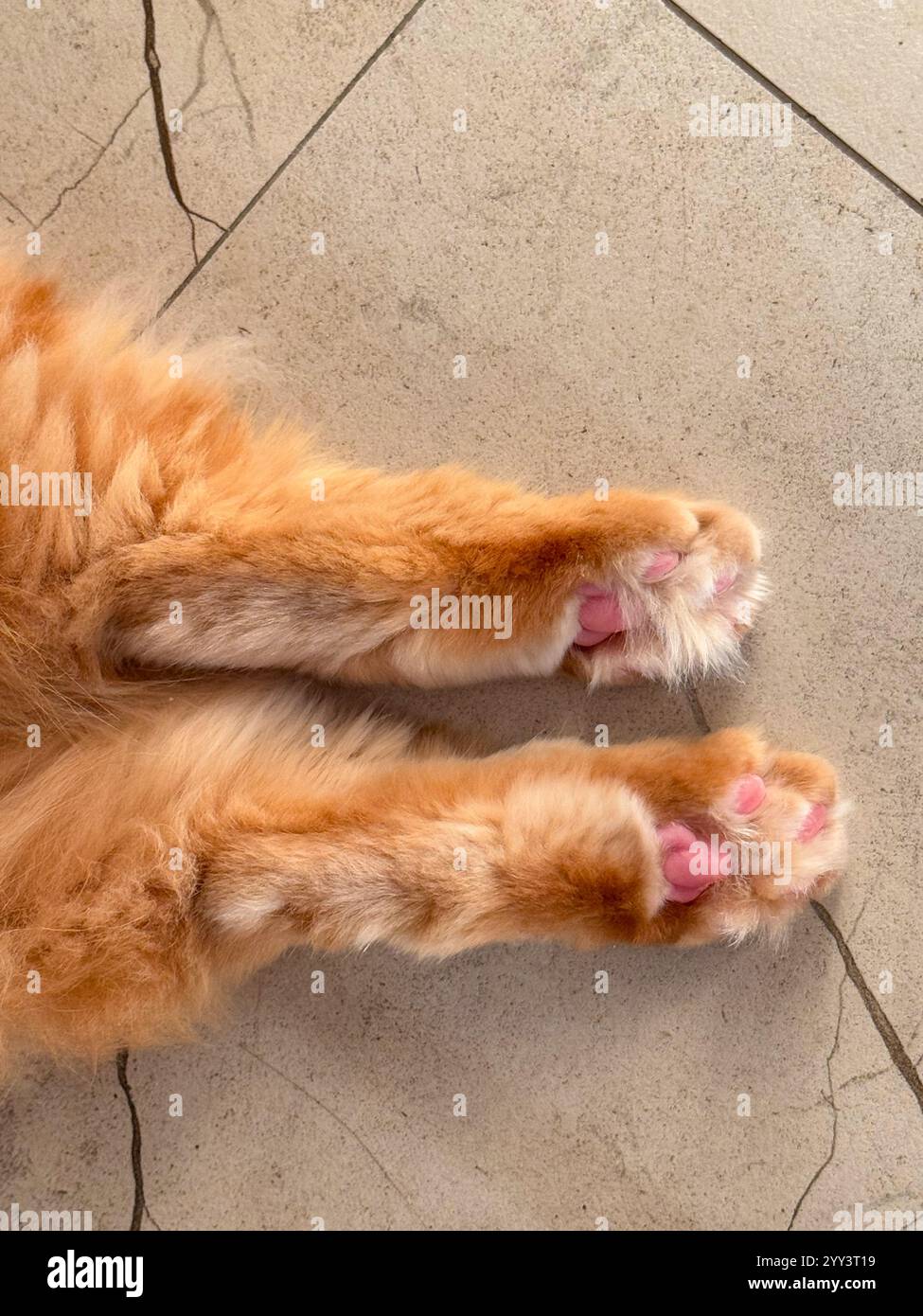 This charming photo captures the fluffy ginger paws of a cat resting on ...