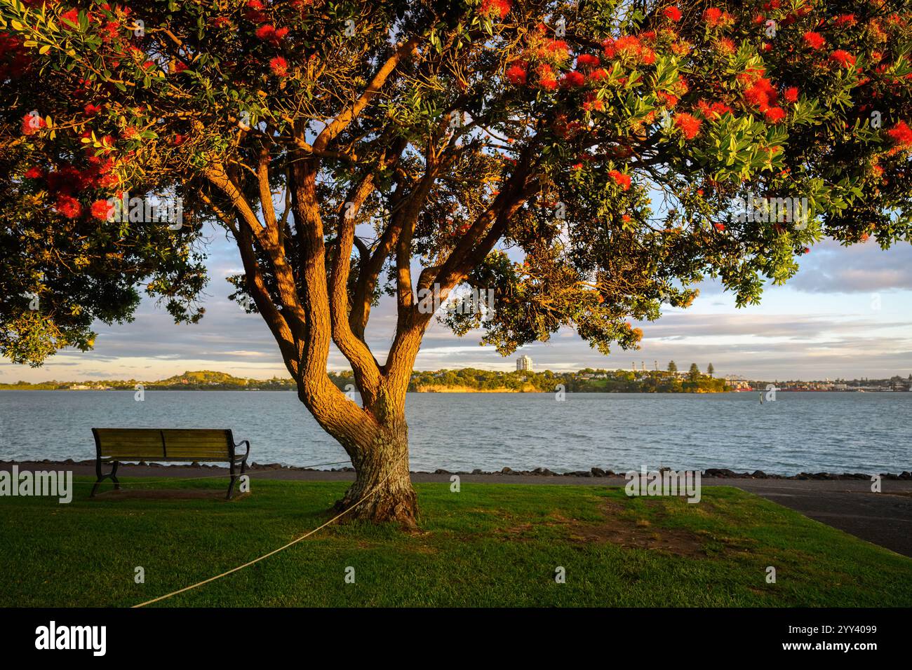Pohutukawa trees in full bloom at sunset. Bayswater Marina. Auckland ...
