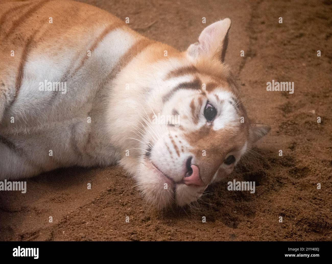 Golden Tiger "Ava' lies in her cage at Chiang Mai Night Safari. Three ...