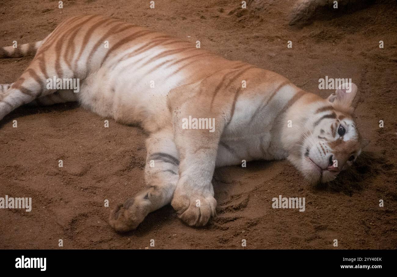 Golden Tiger "Ava' lies in her cage at Chiang Mai Night Safari. Three ...