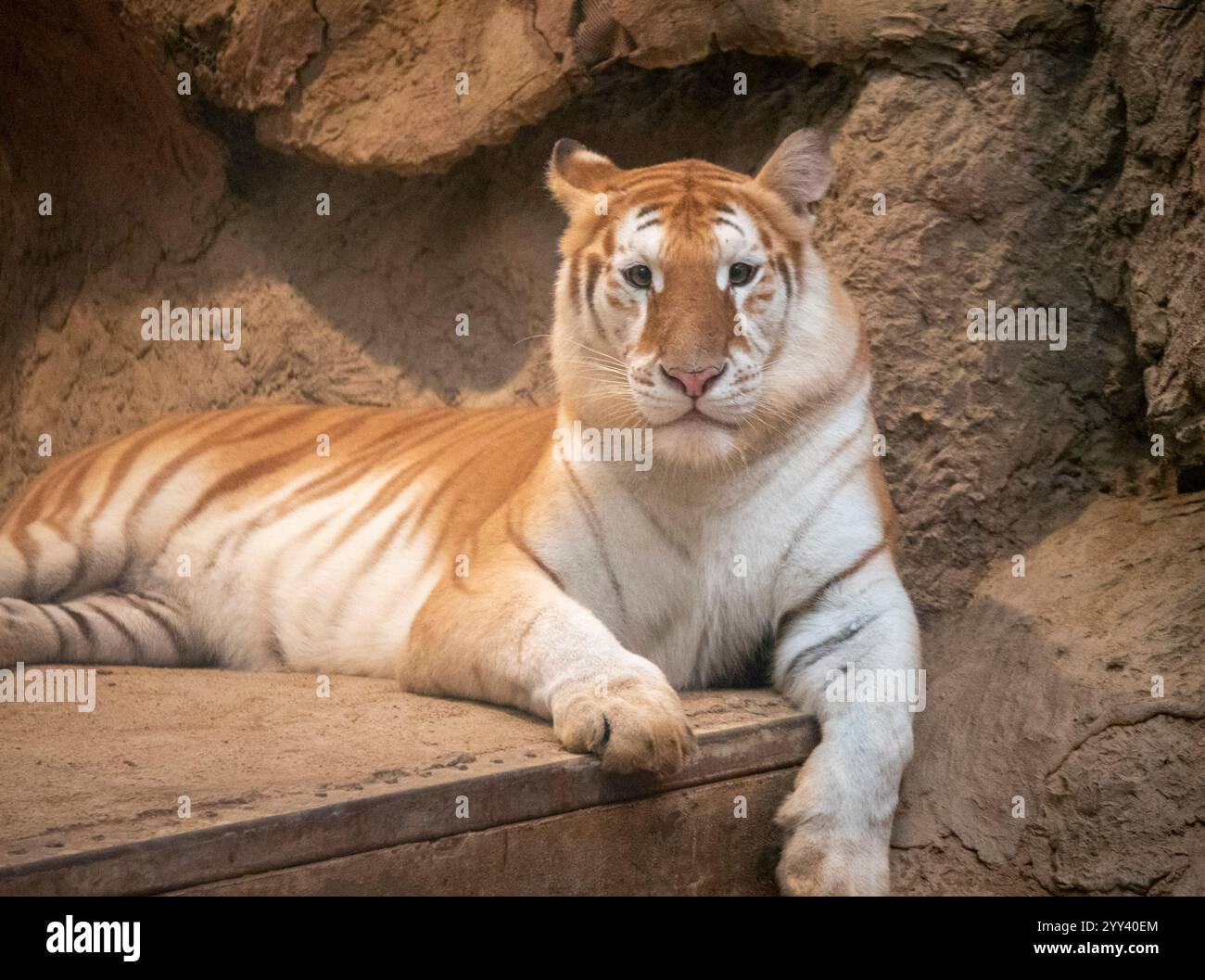 Golden Tiger "Ava' lies in her cage at Chiang Mai Night Safari. Three ...