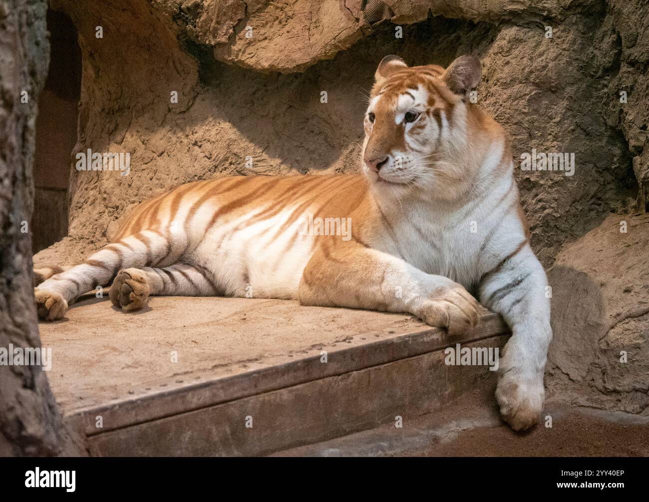 Golden Tiger "Ava' lies in her cage at Chiang Mai Night Safari. Three ...