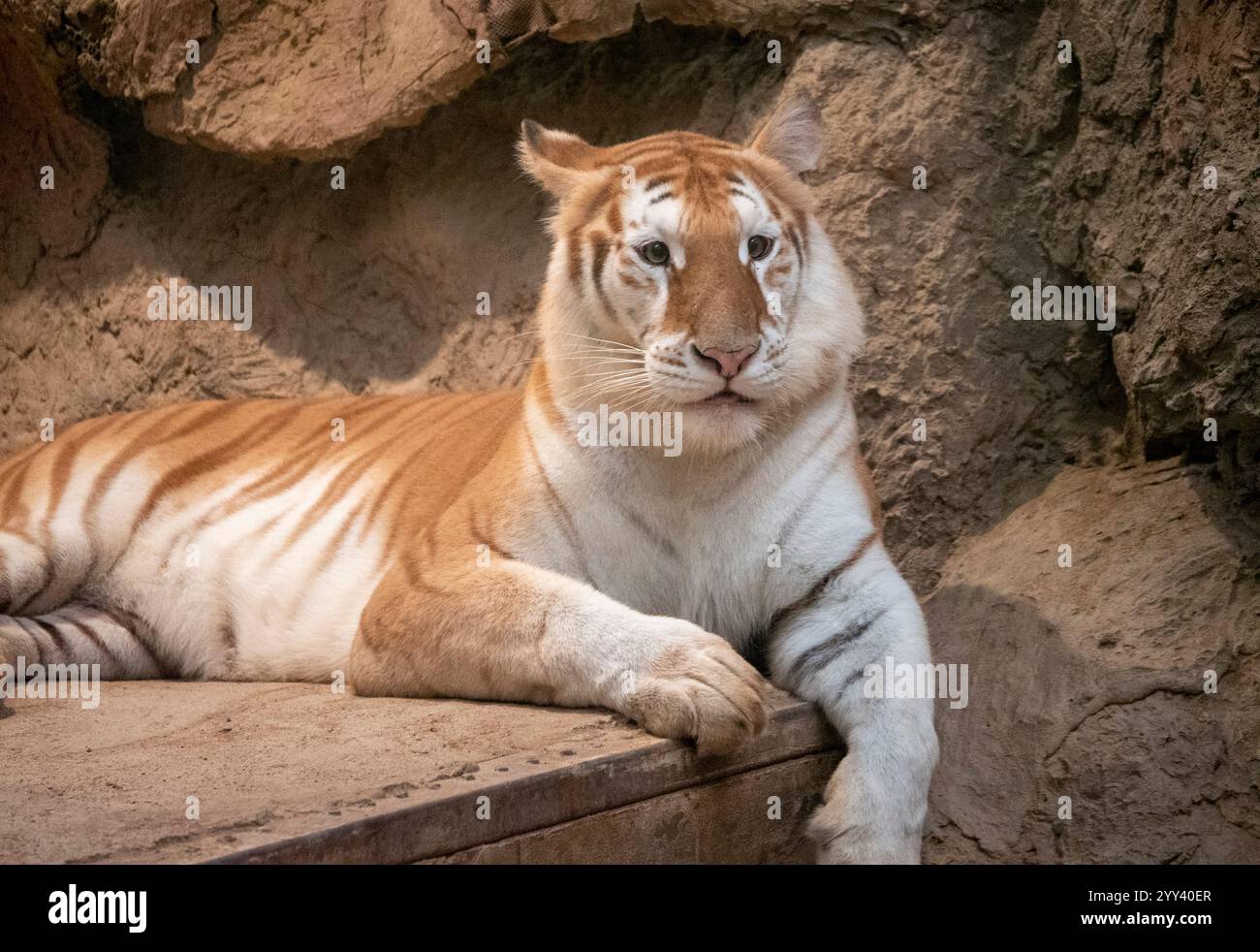 Golden Tiger "Ava' lies in her cage at Chiang Mai Night Safari. Three ...