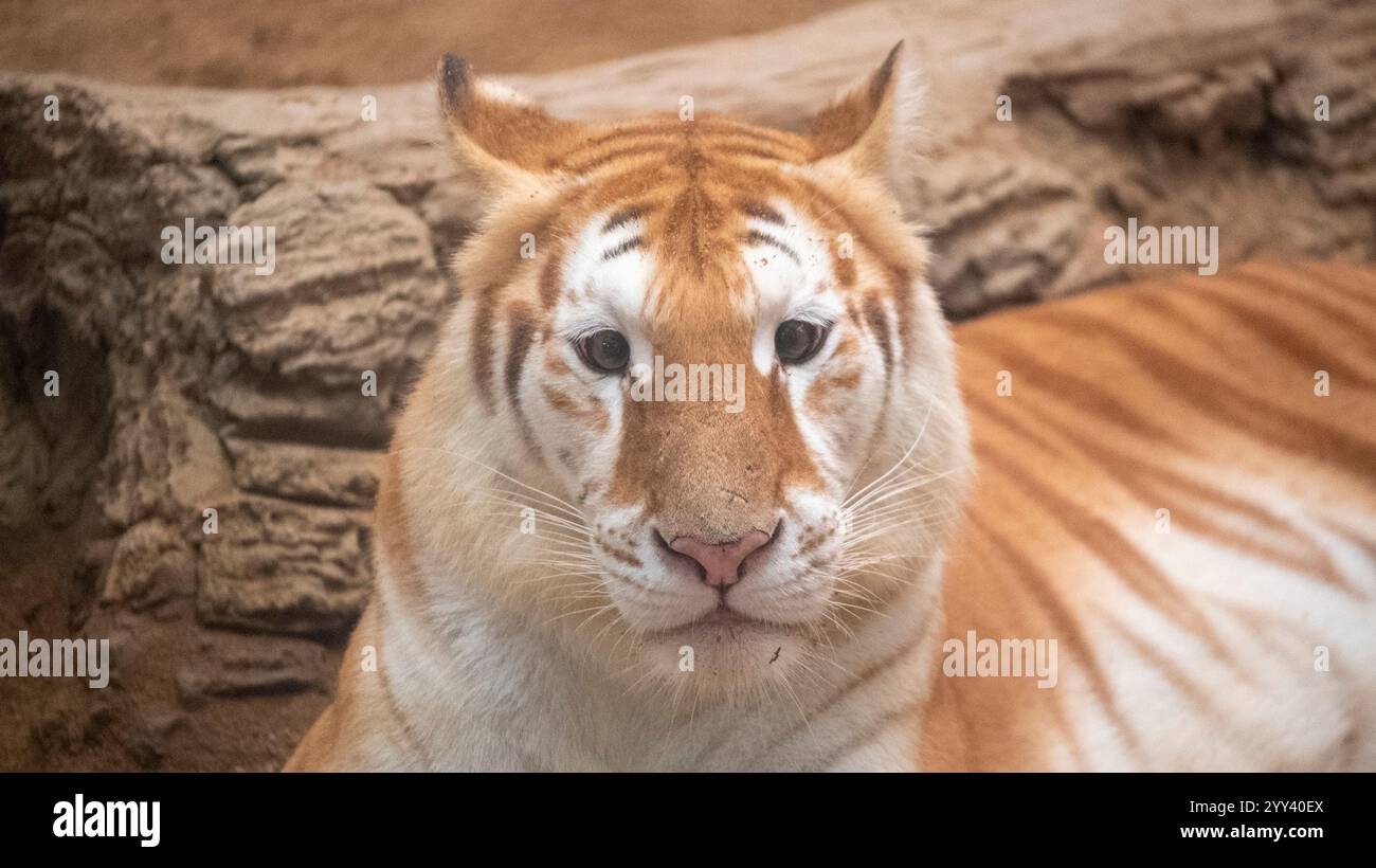 Golden Tiger "Ava' lies in her cage at Chiang Mai Night Safari. Three ...
