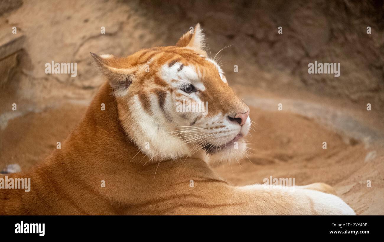 Golden Tiger "Ava' lies in her cage at Chiang Mai Night Safari. Three ...