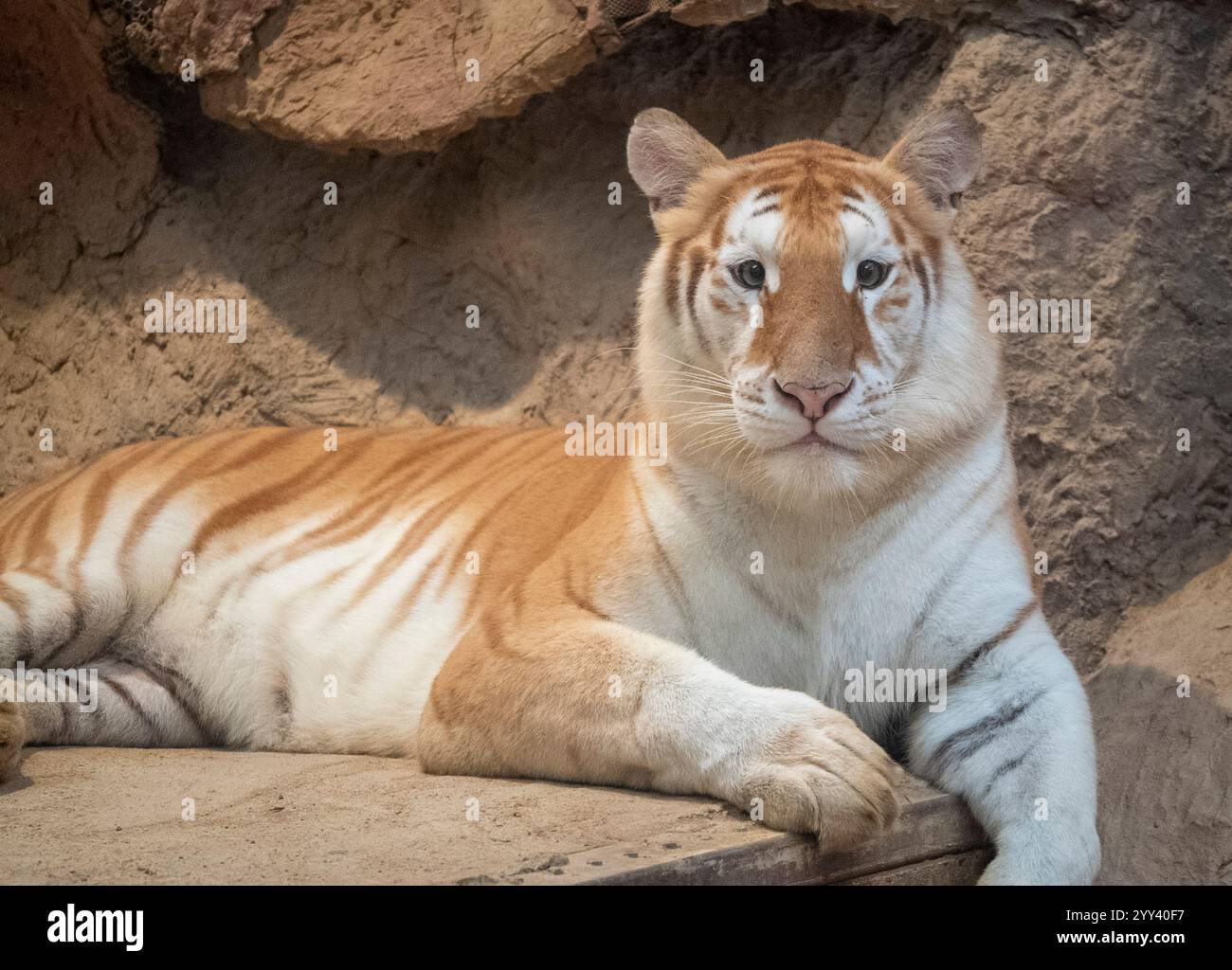 Golden Tiger "Ava' lies in her cage at Chiang Mai Night Safari. Three ...