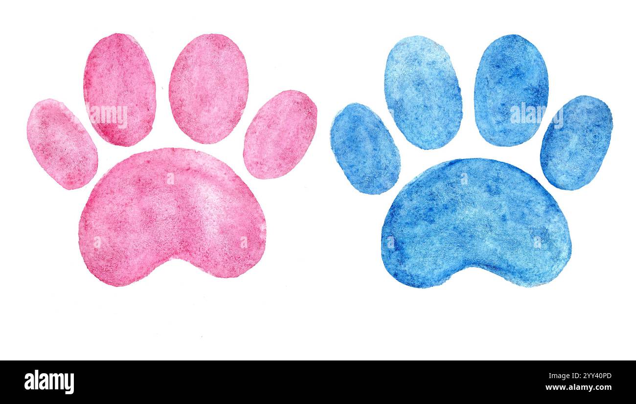Set of two pet paw prints on a white background. Paws of pink and blue ...
