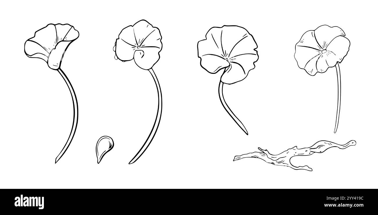 Centella asiatica black white vector illustration isolated. Pennywort ...