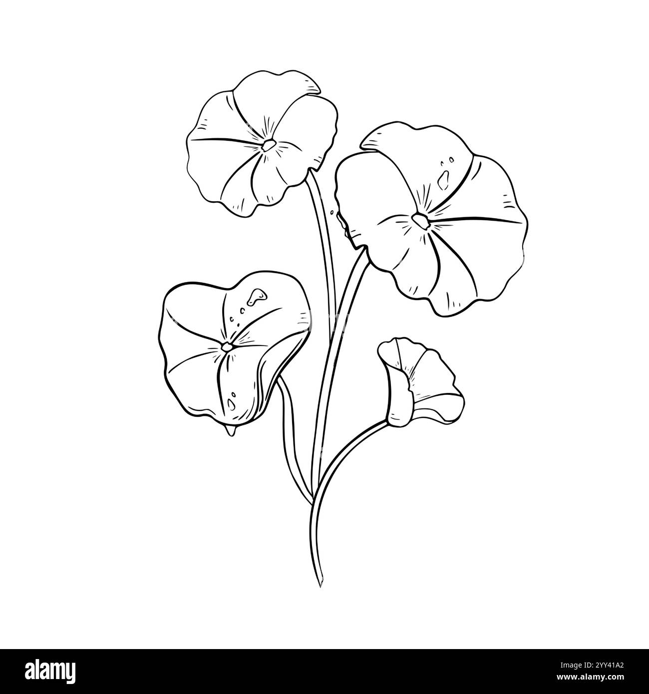 Centella asiatica composition black white vector illustration isolated ...