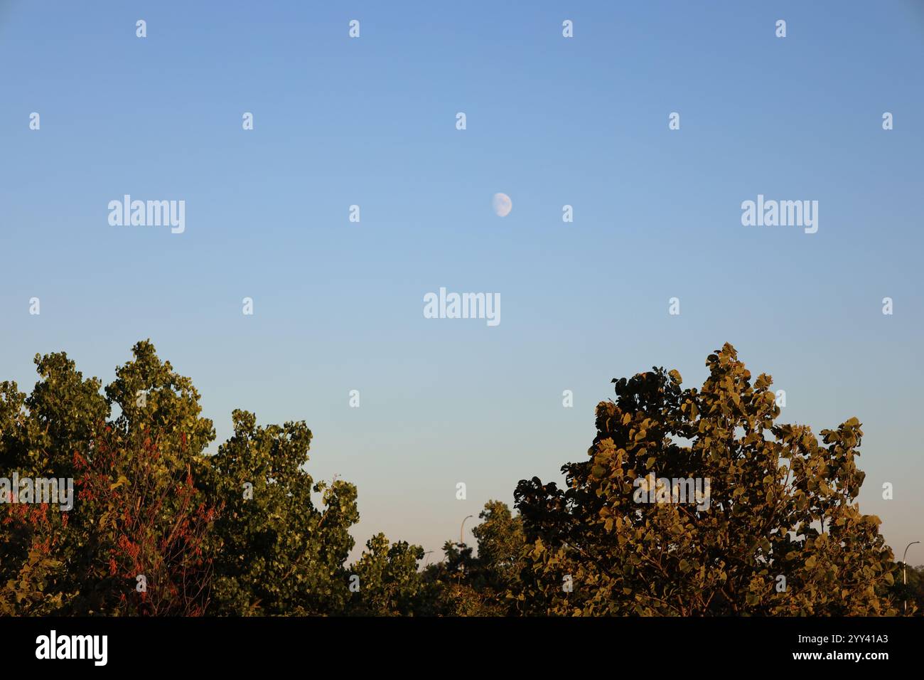 Setting sun with blue sky and dark trees hi-res stock photography and ...