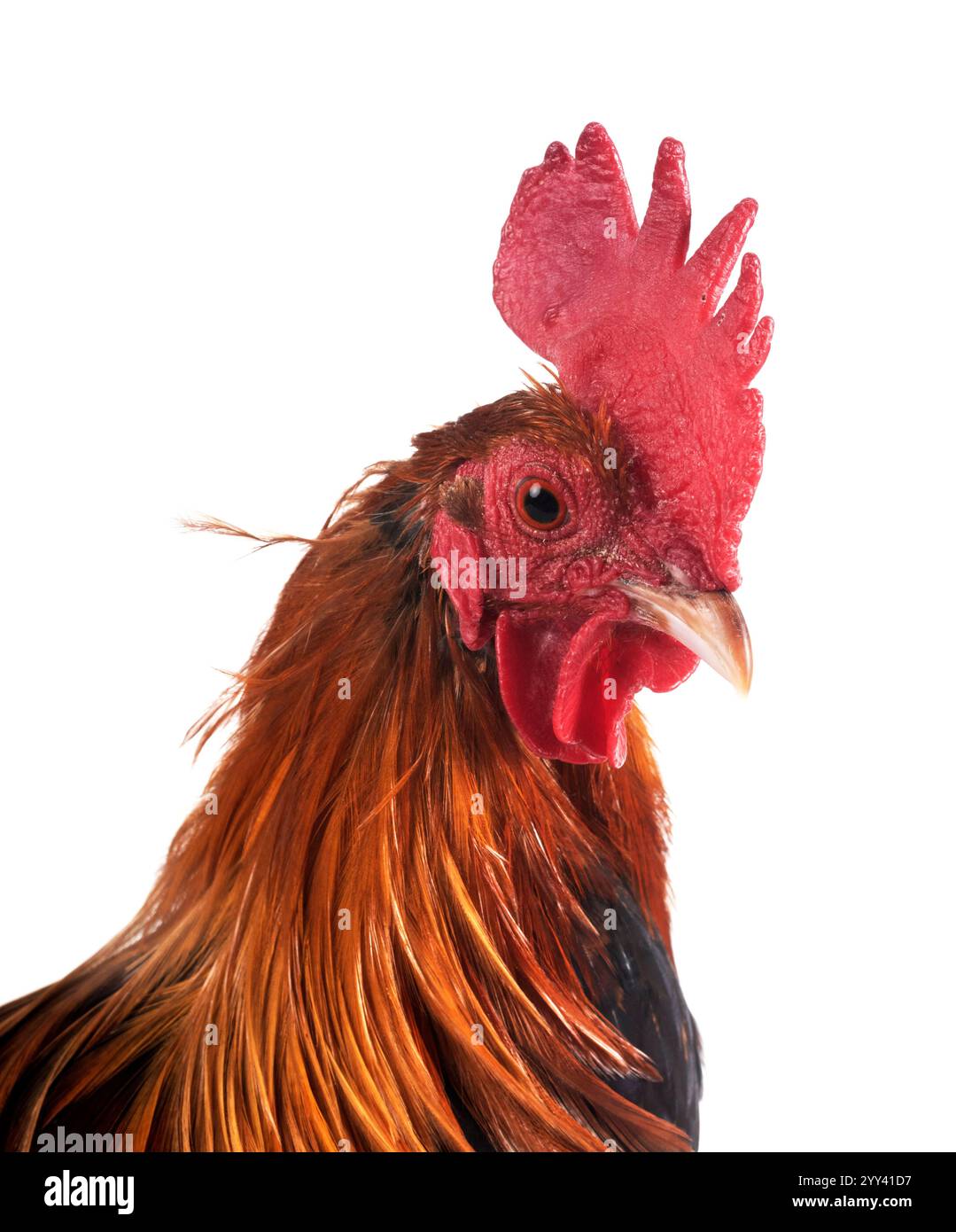 bantam chicken pictave in front of white background Stock Photo - Alamy