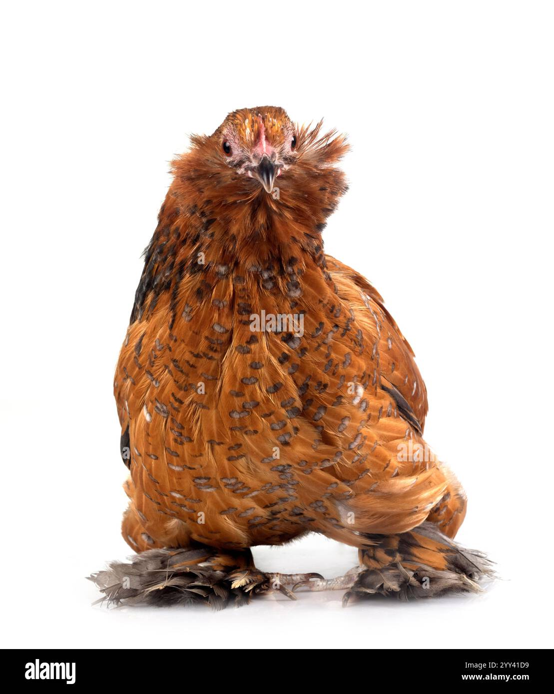 everberg barbu in front of white background Stock Photo - Alamy