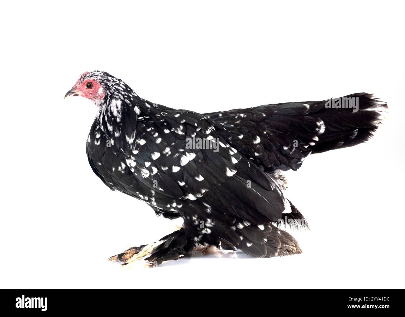 Booted Bantam in front of white background Stock Photo - Alamy