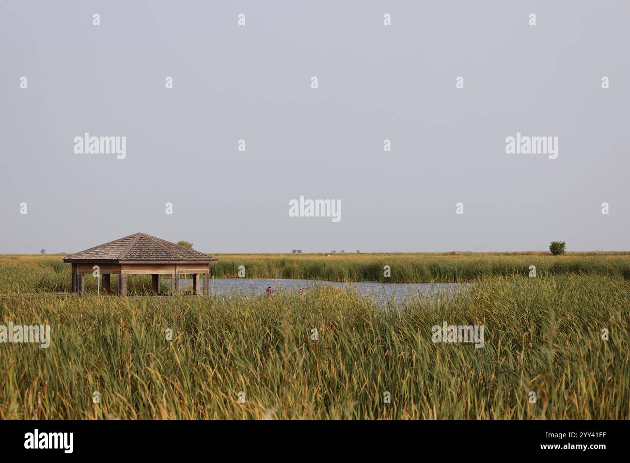 shelter from sun and rain in the midst of a prairie marsh Stock Photo ...