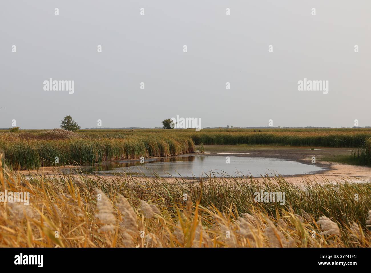 Marsh shallow hi-res stock photography and images - Alamy