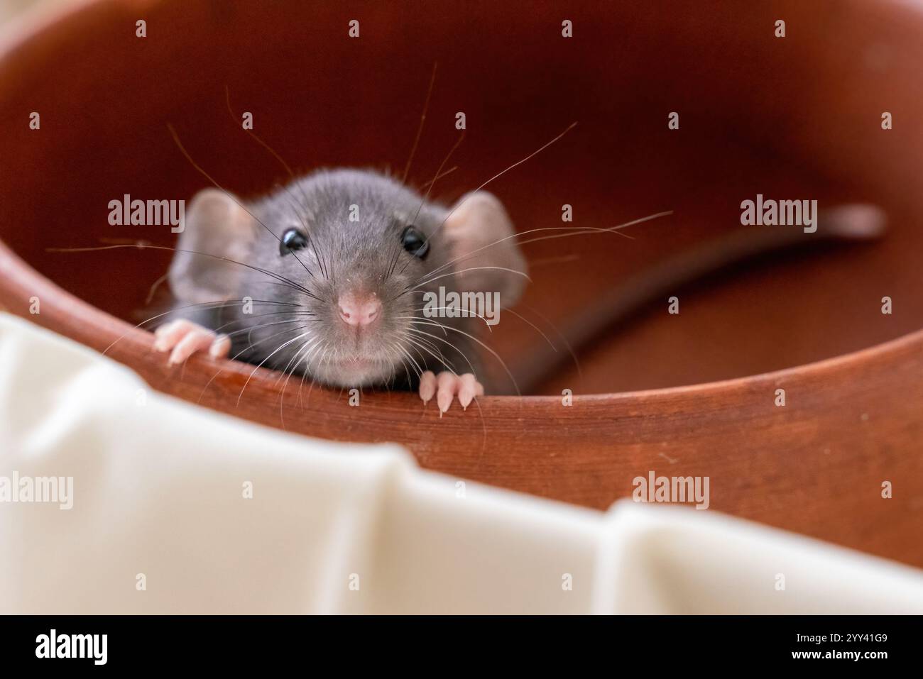 The head of a gray Dumbo rat on a white background, she sits in a clay ...