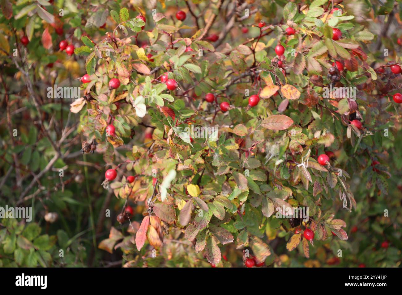 Bright trim hi-res stock photography and images - Alamy
