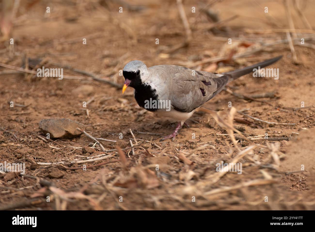 Oena capensis bird africa hi-res stock photography and images - Alamy