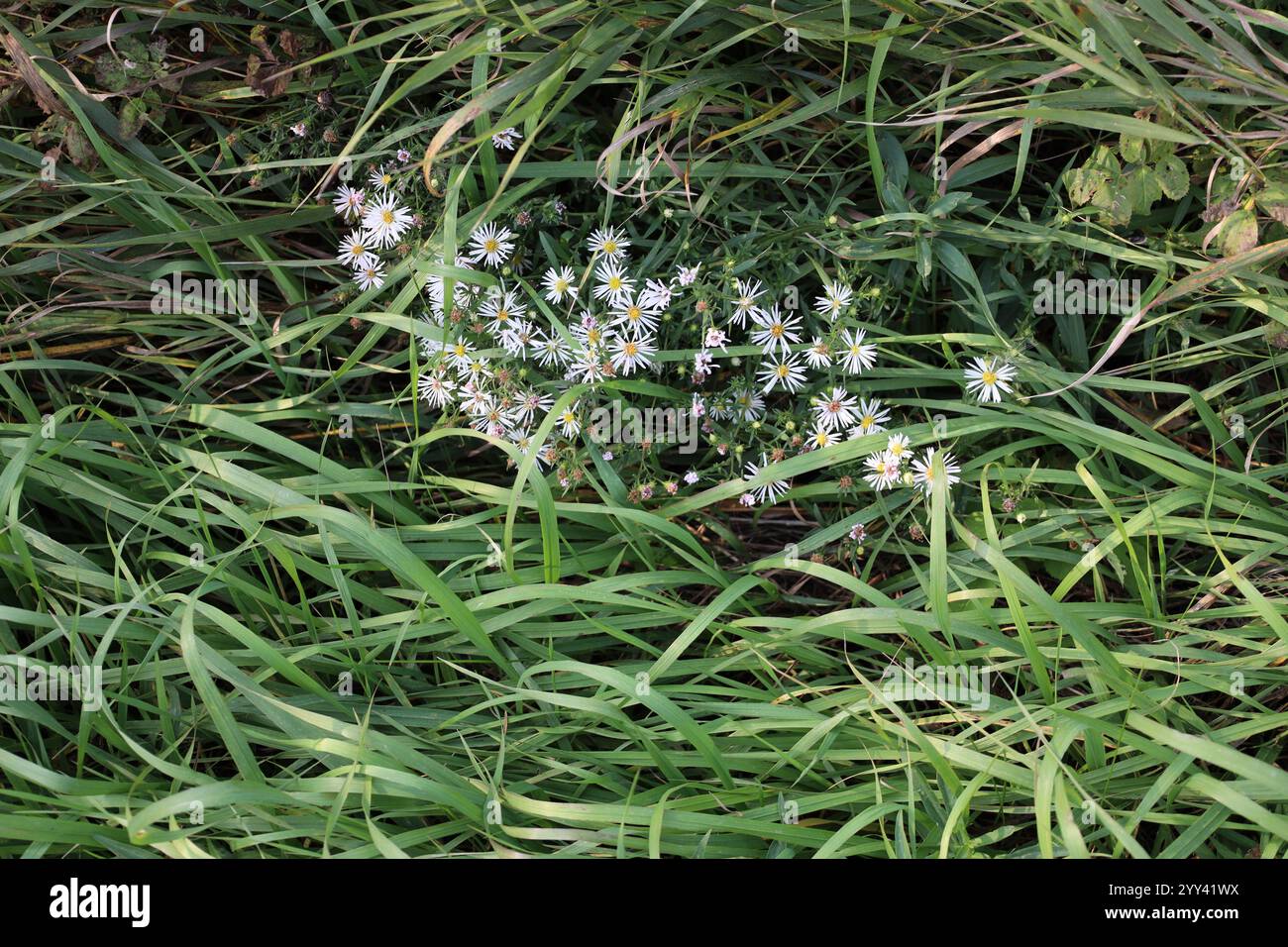 Tiny straws hi-res stock photography and images - Alamy