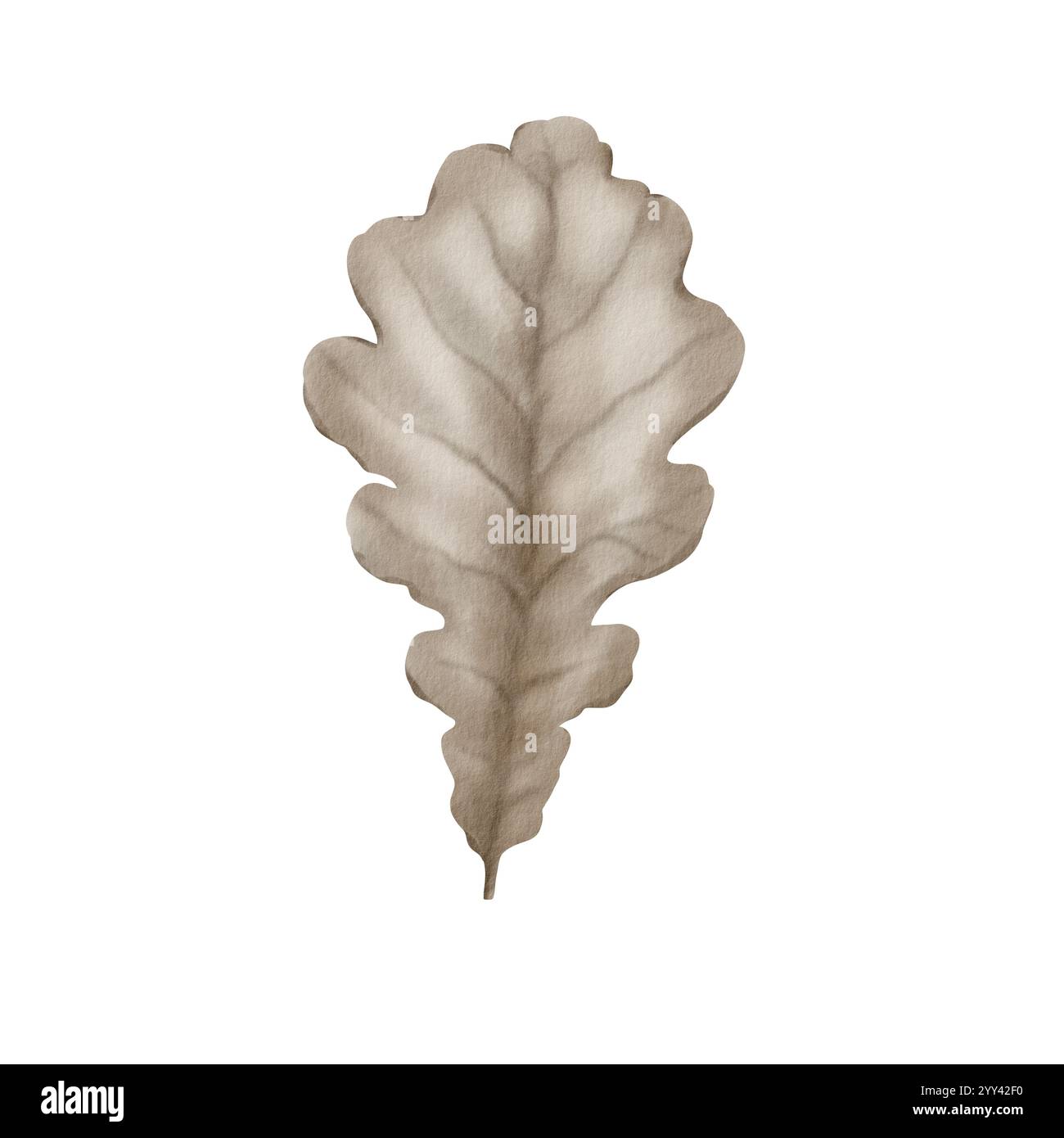 Dry oak autumn leaf of silver color with streaks as a symbol of fading ...