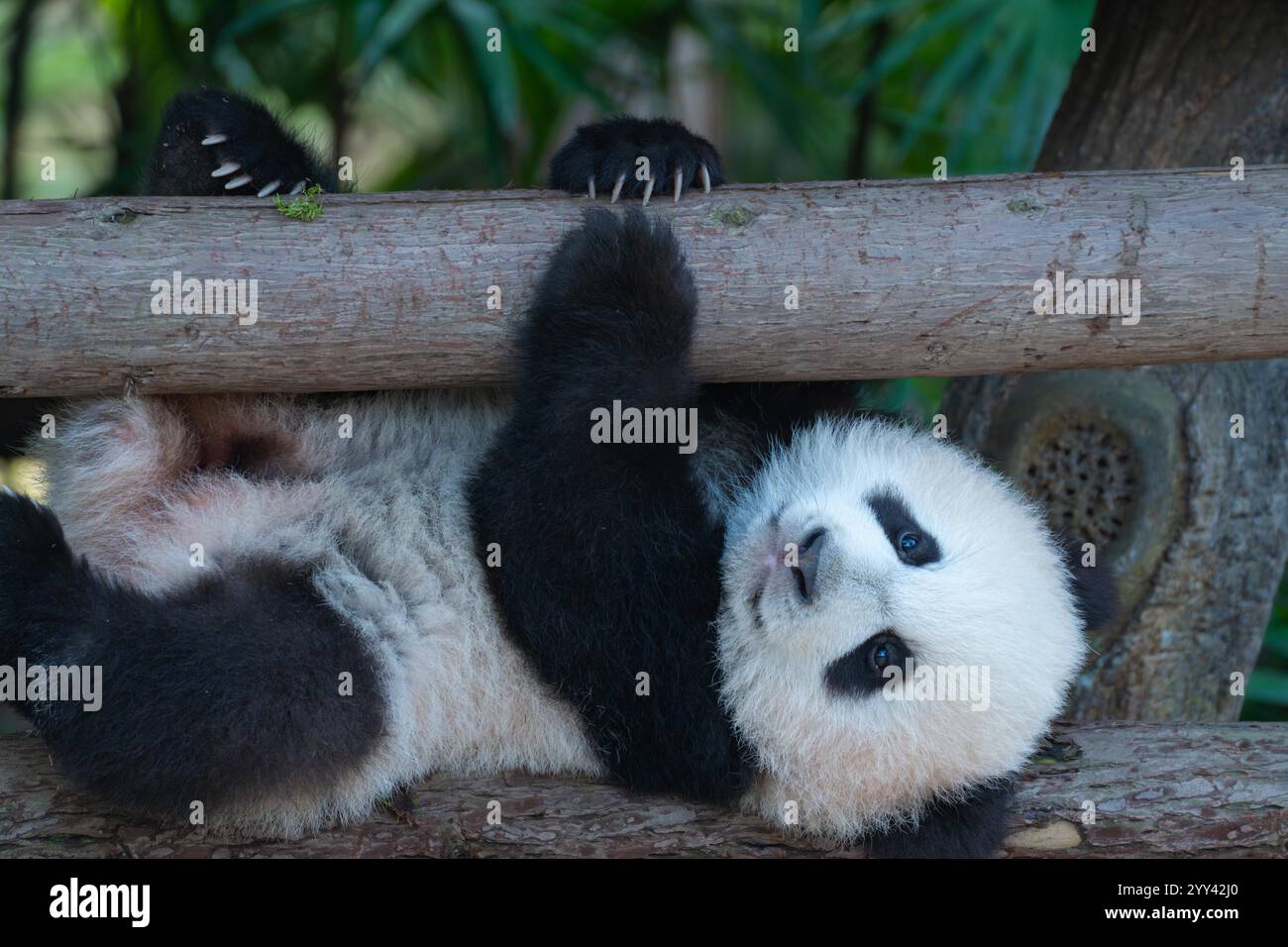 A giant panda cub plays at Chongqing Zoo, Chongqing, China, 15 December ...