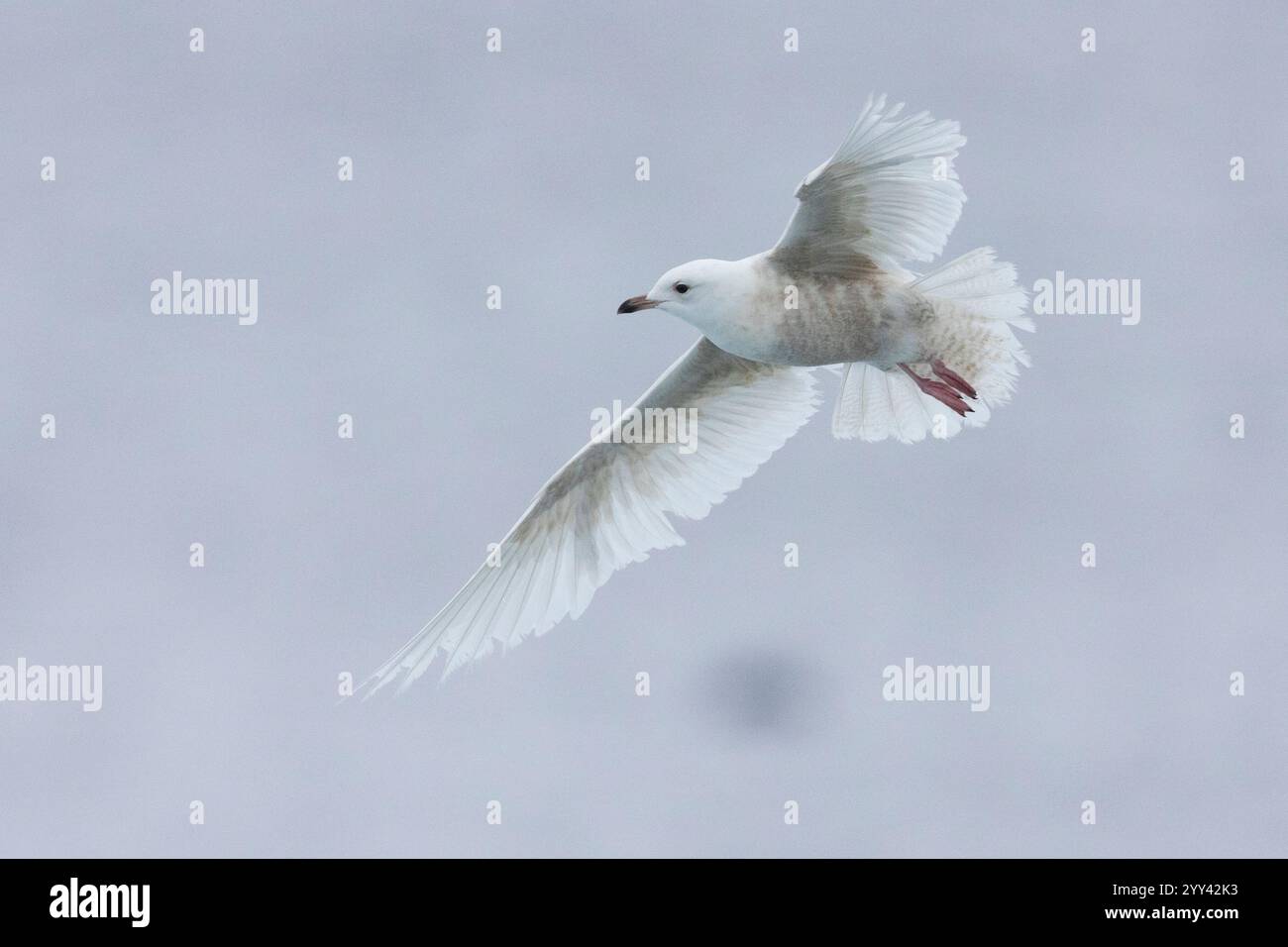Iceland Gull (Larus glaucoides), immature in flight seen from below ...