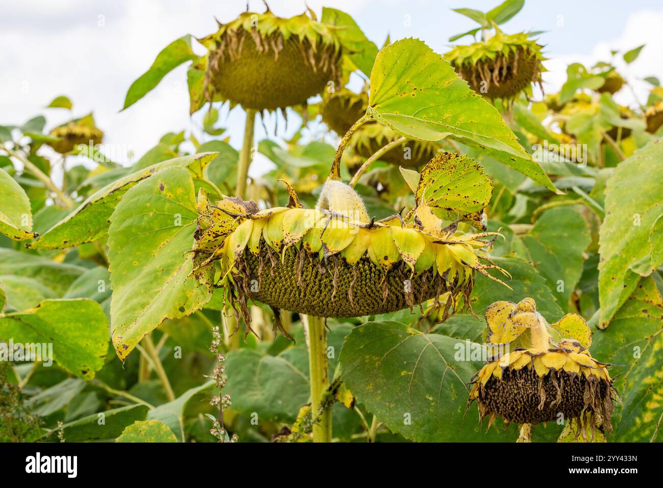 Withered sunflowers on the field. Bottom view. Global warming climate ...