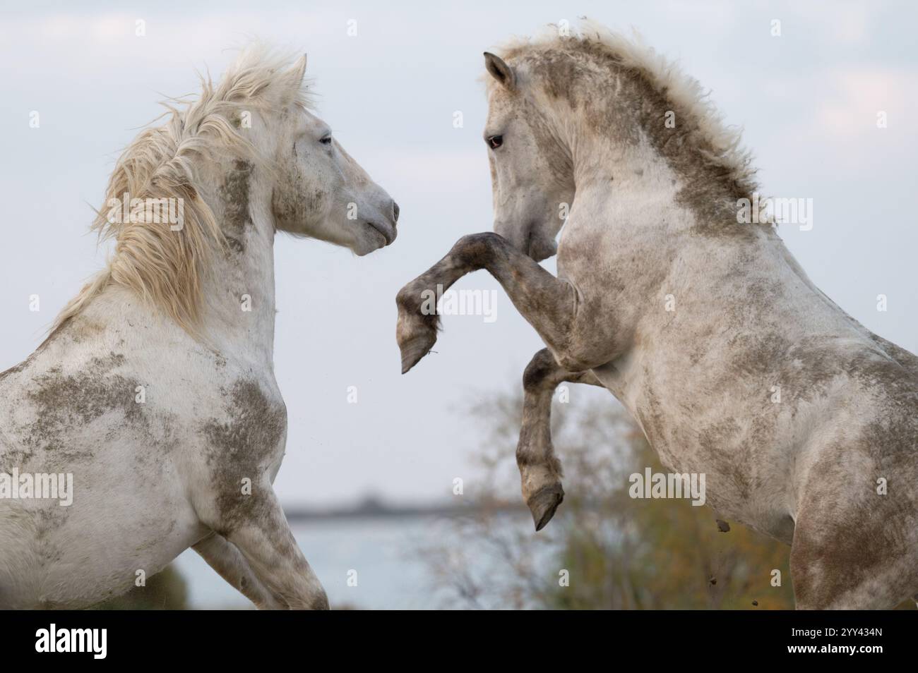Two Majestic White stallions fighting Stock Photo - Alamy