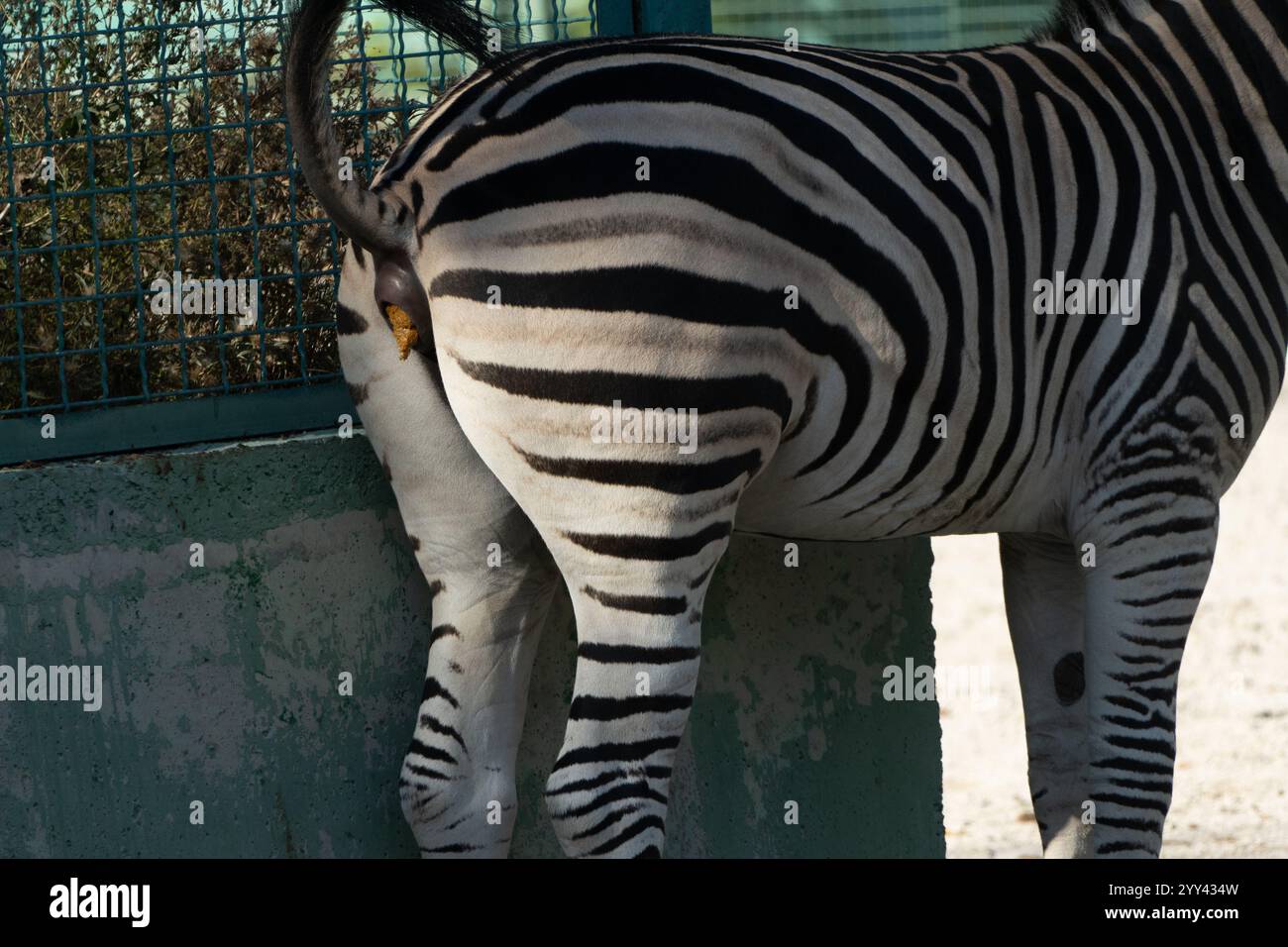 Zebra Zoo Defecation: Posterior view of a zebra defecating in a zoo ...